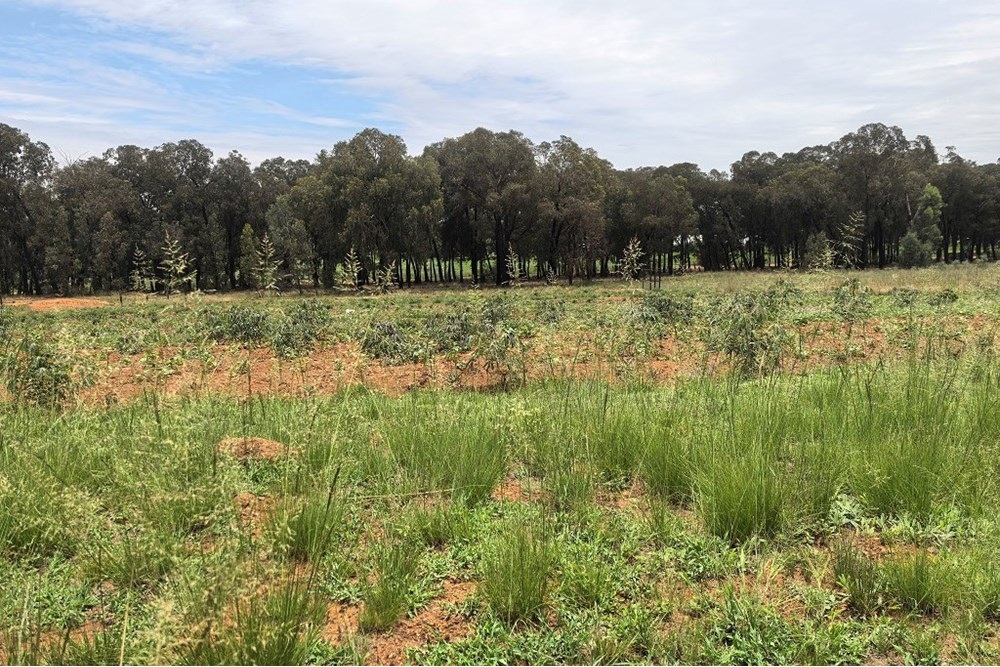 "10,000m² Tranquil Plot for Sale in Gauteng"