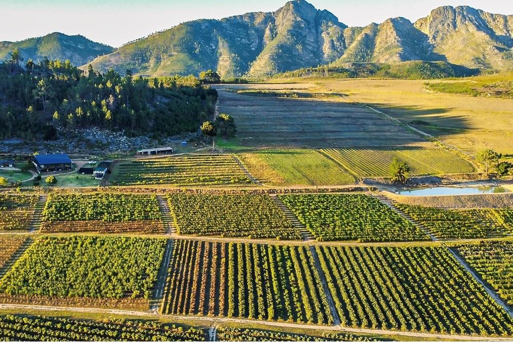 Bouquet of Opportunities: Protea Flower Farm for Sale in Waboomskraal