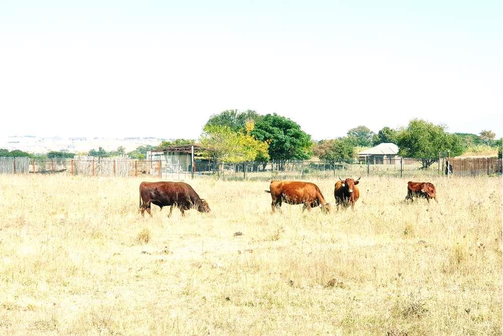 Open land for Sale to build a house or for developing and future ...